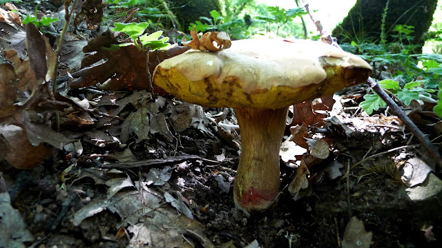 r o b i n 's y a r d: Boletus (I)