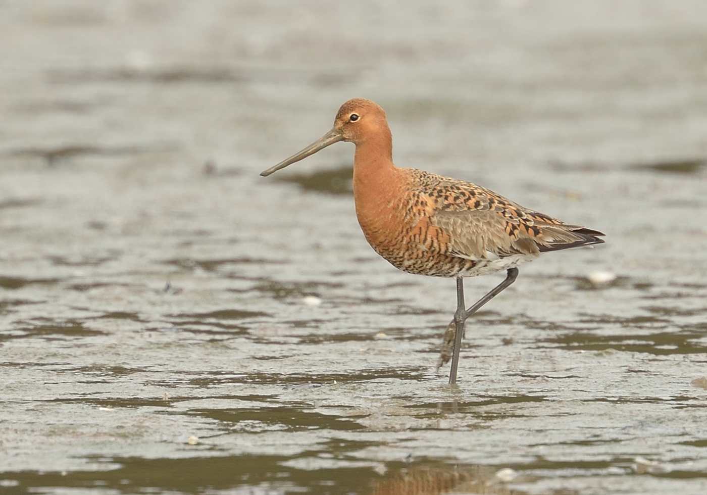 Steve Rogers birding: Continental Black-tailed Godwit at Marazion Marsh