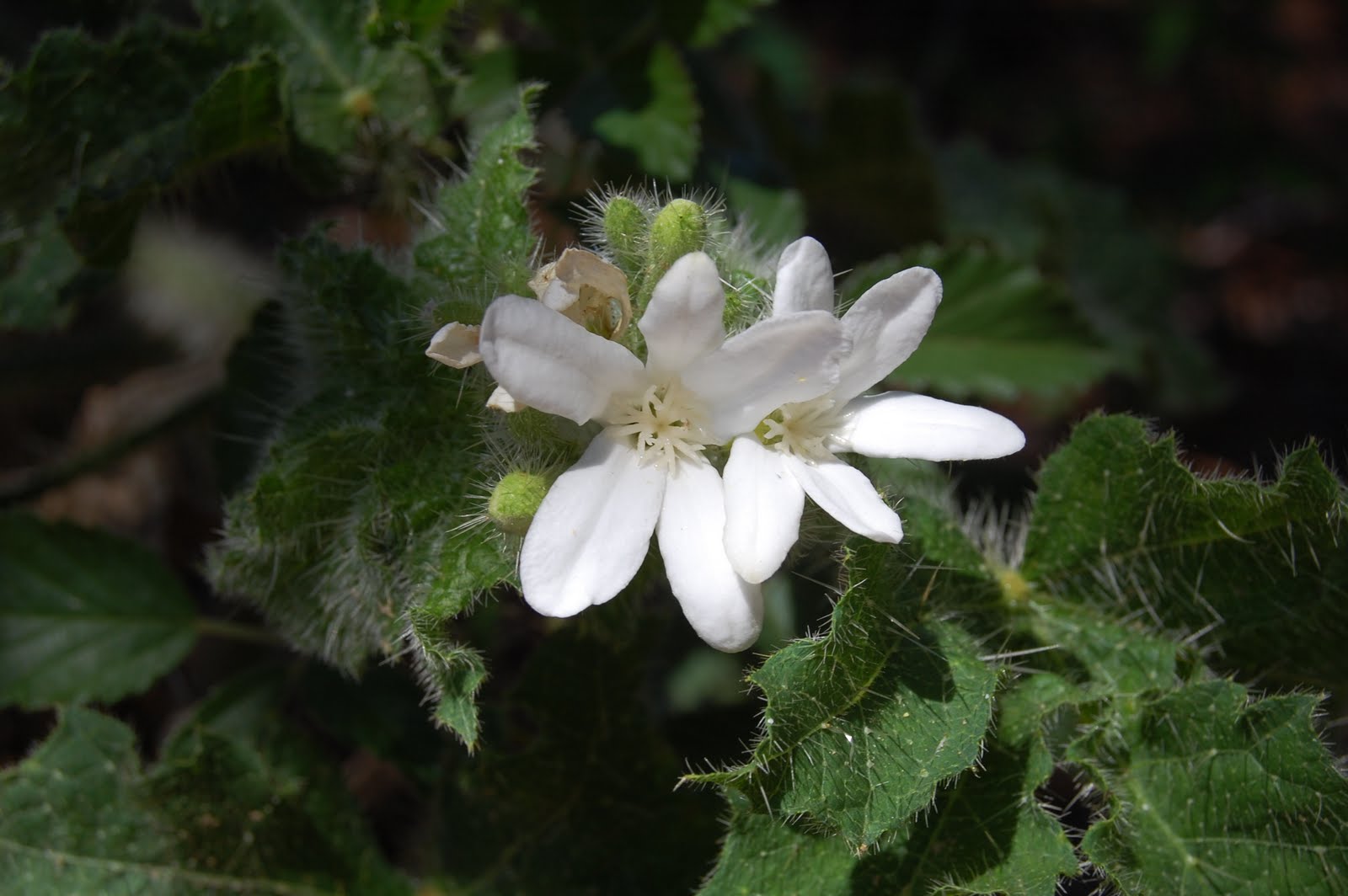 Brenda's "Texas Wild" Garden: Bullnettle...such delicate blooms for a ...