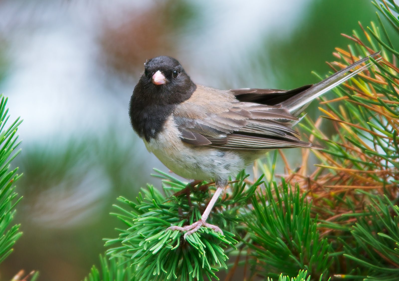 NW Bird Blog: Dark-eyed Junco