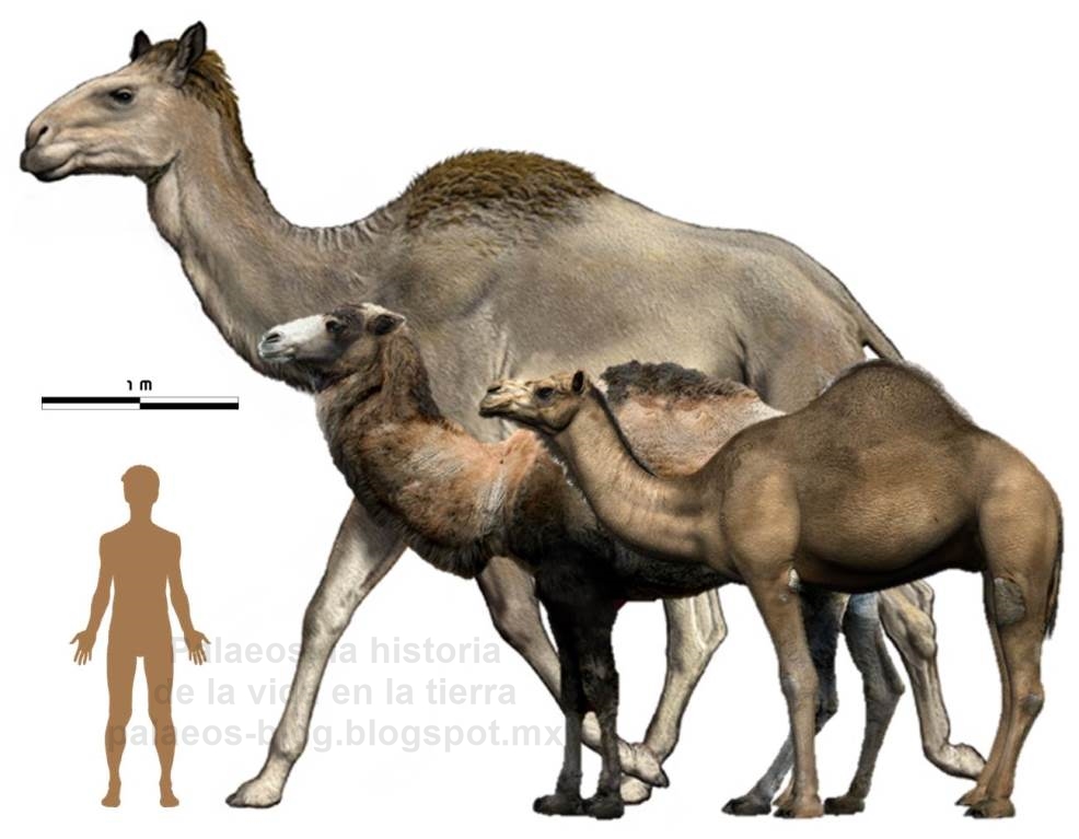 Palaeos, la historia de la Vida en la Tierra: Camello "gigante ...