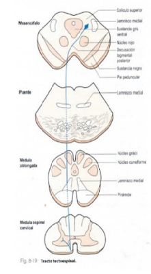 Neuroaprende : Tracto tectoespinal