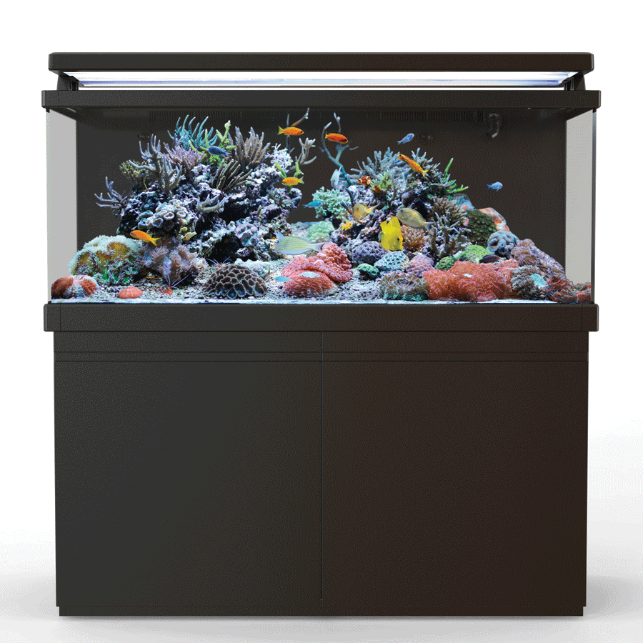 L'aquarium récifal: Nano Reef