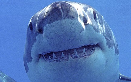 Autism Experience: Don’t kick the Shark.