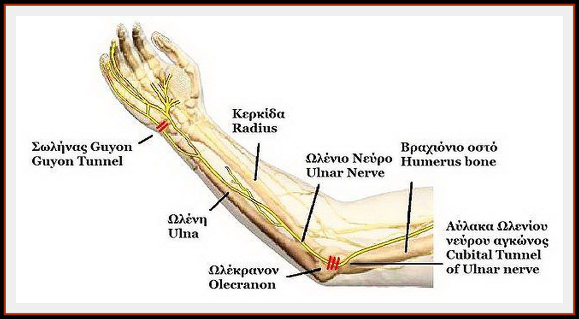 truthlady3: Dermatomes Dermal Segmentation
