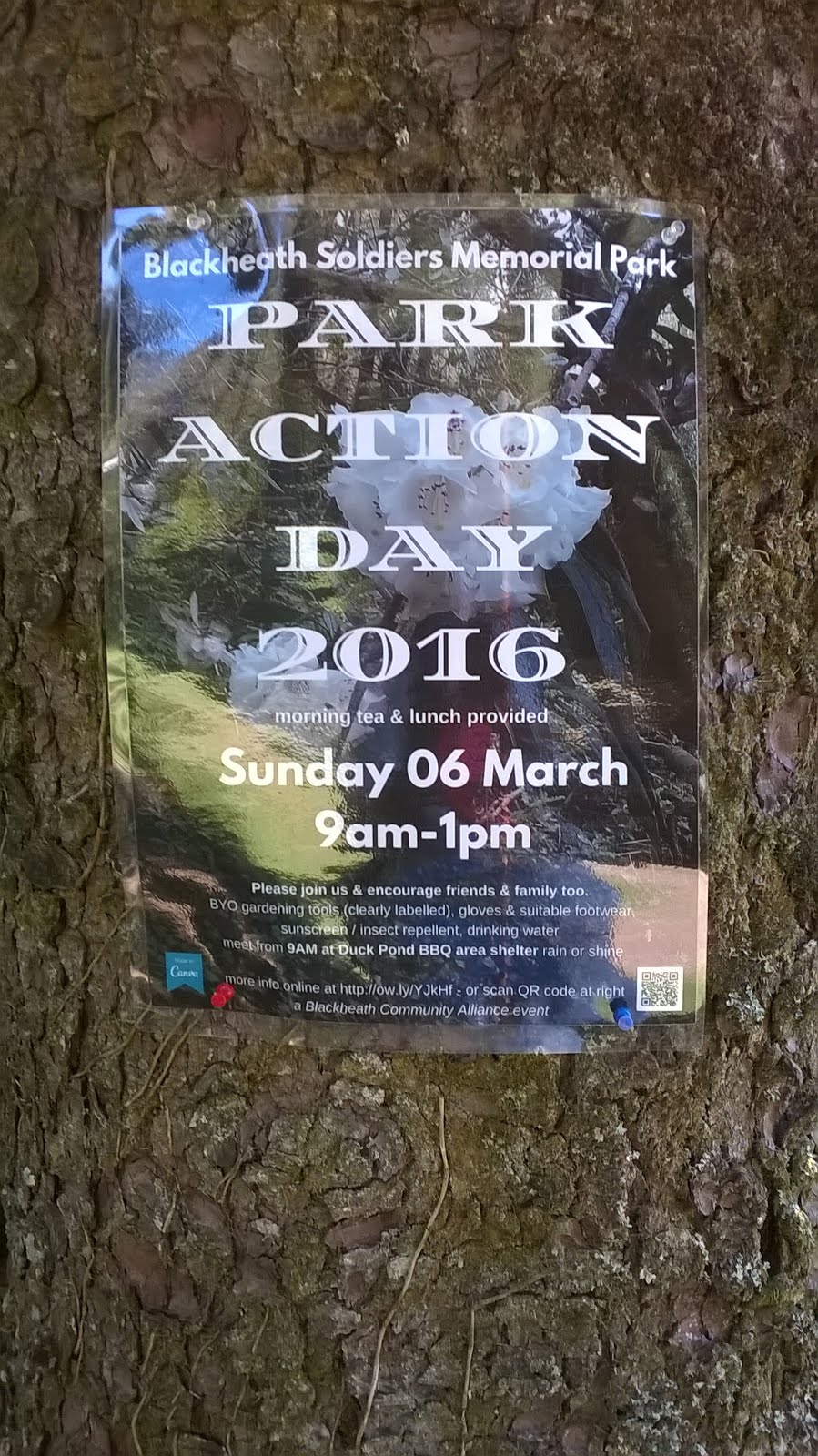 Blackheath Pool: summer swimming since 1931