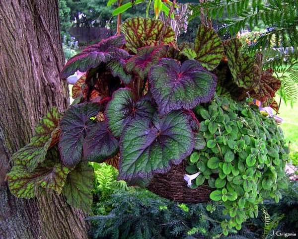 Всё о бегониях и не только...: Begonia rex 'Curly Fireflush' и Begonia ...