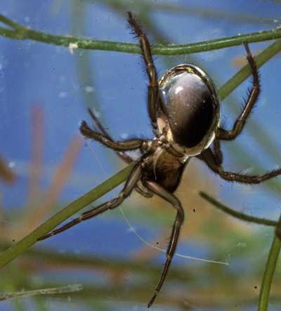 Laba-Laba Ini Sangat Andal Menyelam - JURNAL KU