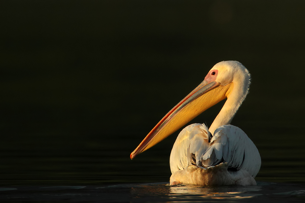 wildlifephotographygreece