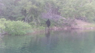 New Possible Photos Of Bigfoot ~ The Crypto Crew