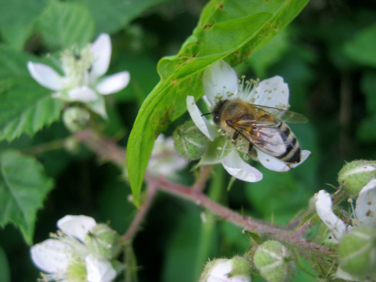Me and my animal friends: #Insekter #Insects #Insekten #Insectes # ...