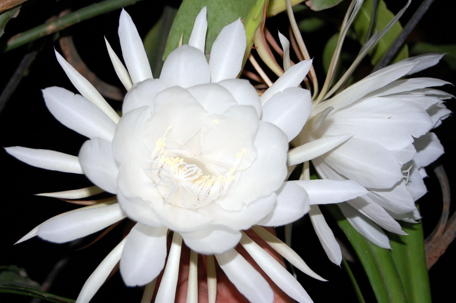 My World: Brahma Kamal - The Night Queen