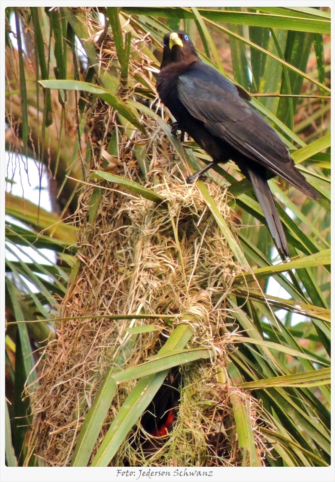 Pássaros & hobbies legais : Ninho de guache *** Cacicus haemorrhous ...