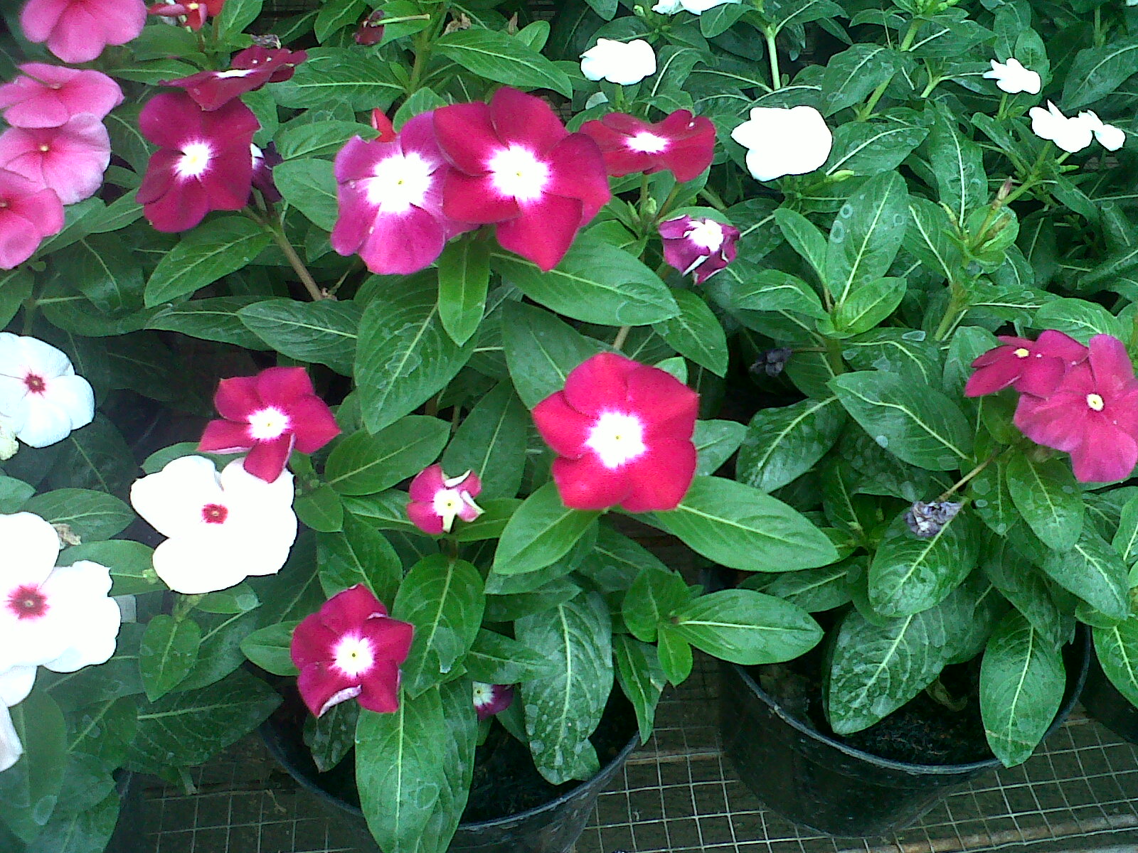 66+ Gambar Bunga Tapak Dara