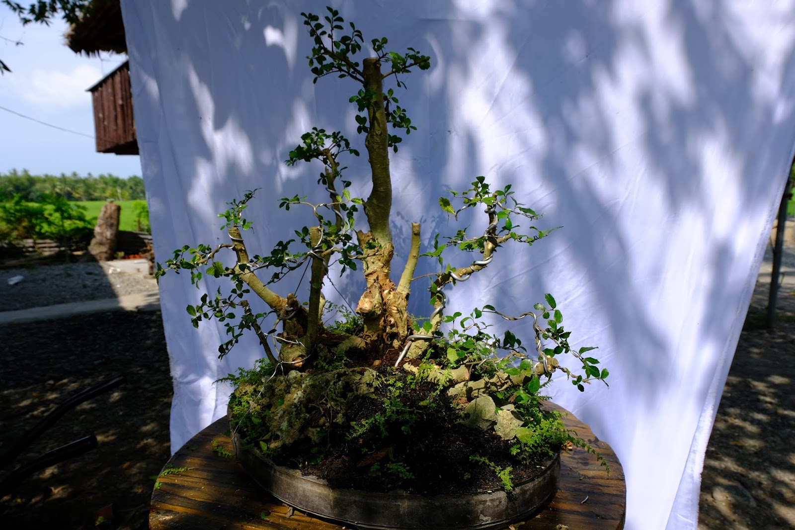 Bonsai And Friendship - Pinoy Bonsai