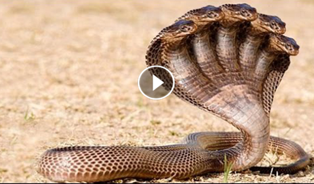 Proof of Five Headed Snake ?wow | AMAZING ANIMAL