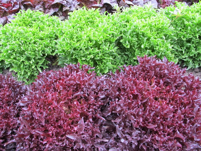 A Day on the Farm: Tanimura & Antle, Part 1 - Munchie Musings