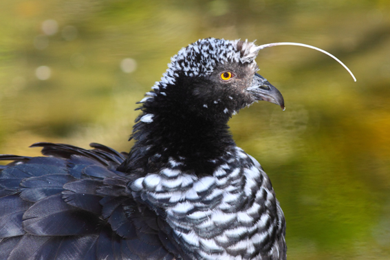 CiênciasEkos: Aves do Estado do Rio de Janeiro: Anhuma