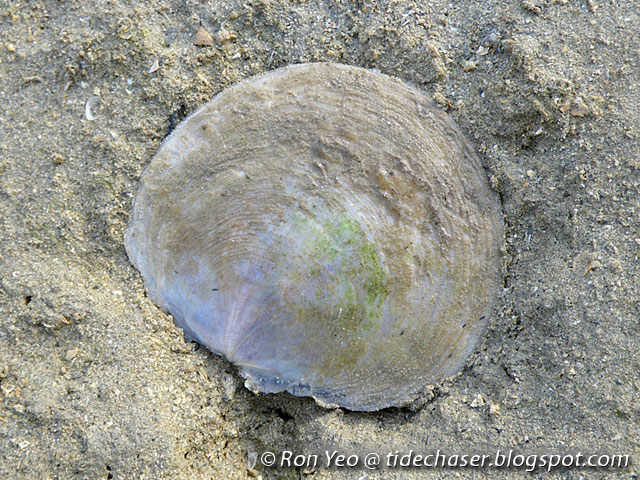 tHE tiDE cHAsER: Pteriomorph Bivalves (Phylum Mollusca: Subclass ...