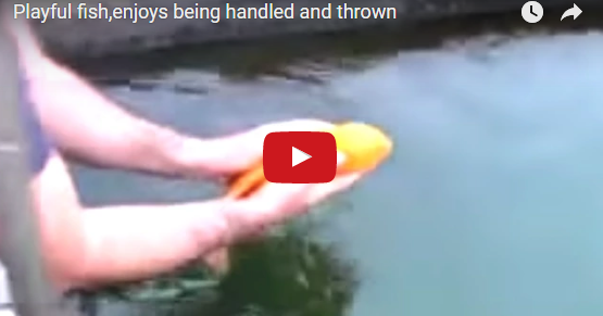 MFS VIRAL VIDS-2: Playful fish,enjoys being handled and thrown