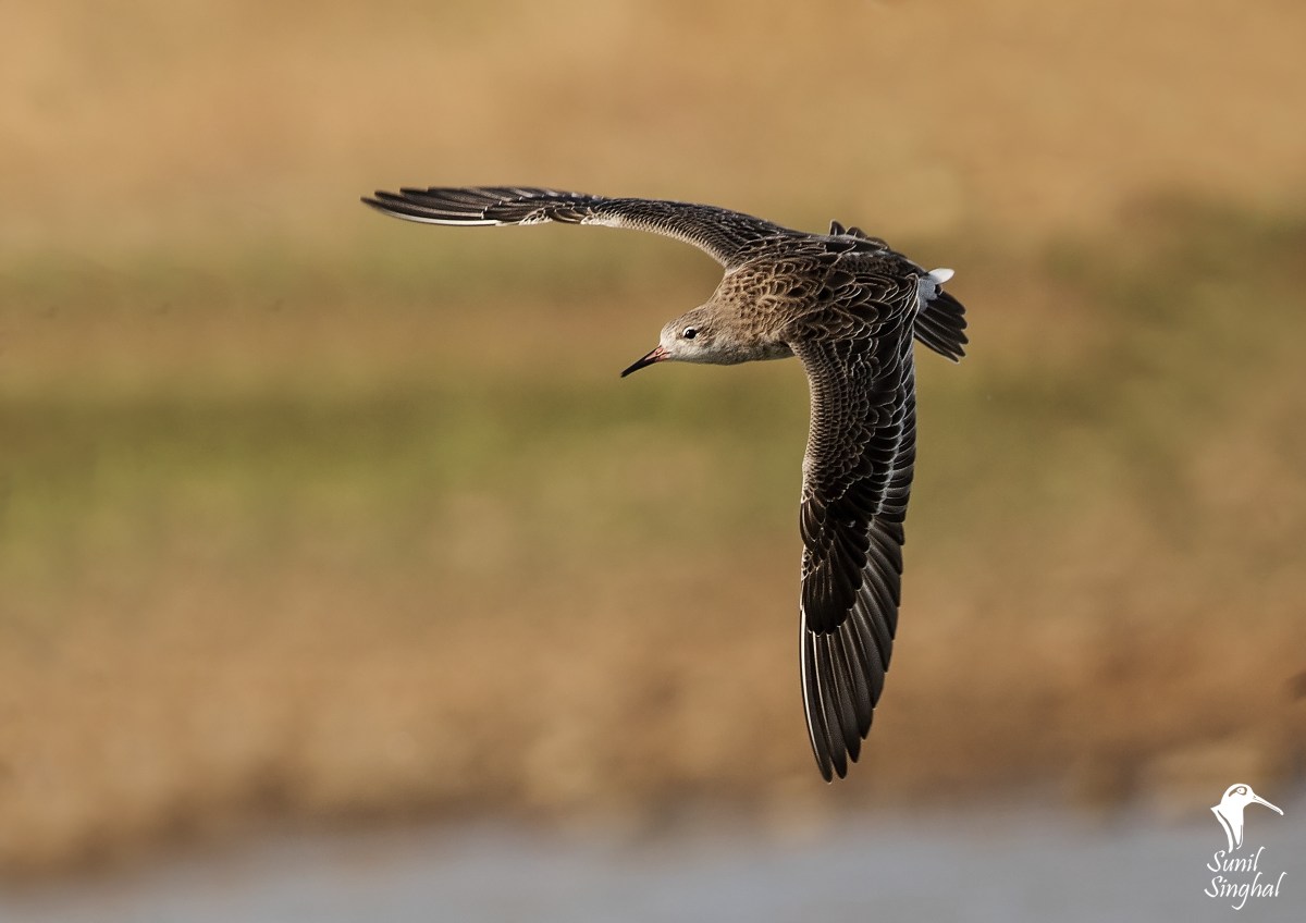 Indian Birds Photography: [BirdPhotoIndia] Ruff in flight - Upperwings ...