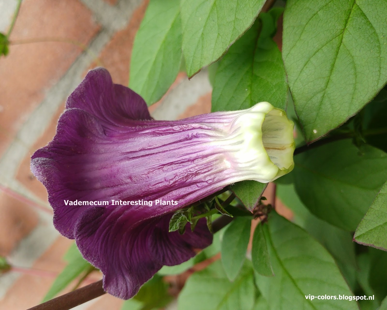 Vademecum Interesting Plants: Cobaea scandens - Kobea pnąca, sępota ...
