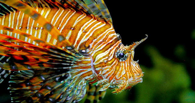 Top 10 Deadliest Fishes In The World - TenBuzzfeed