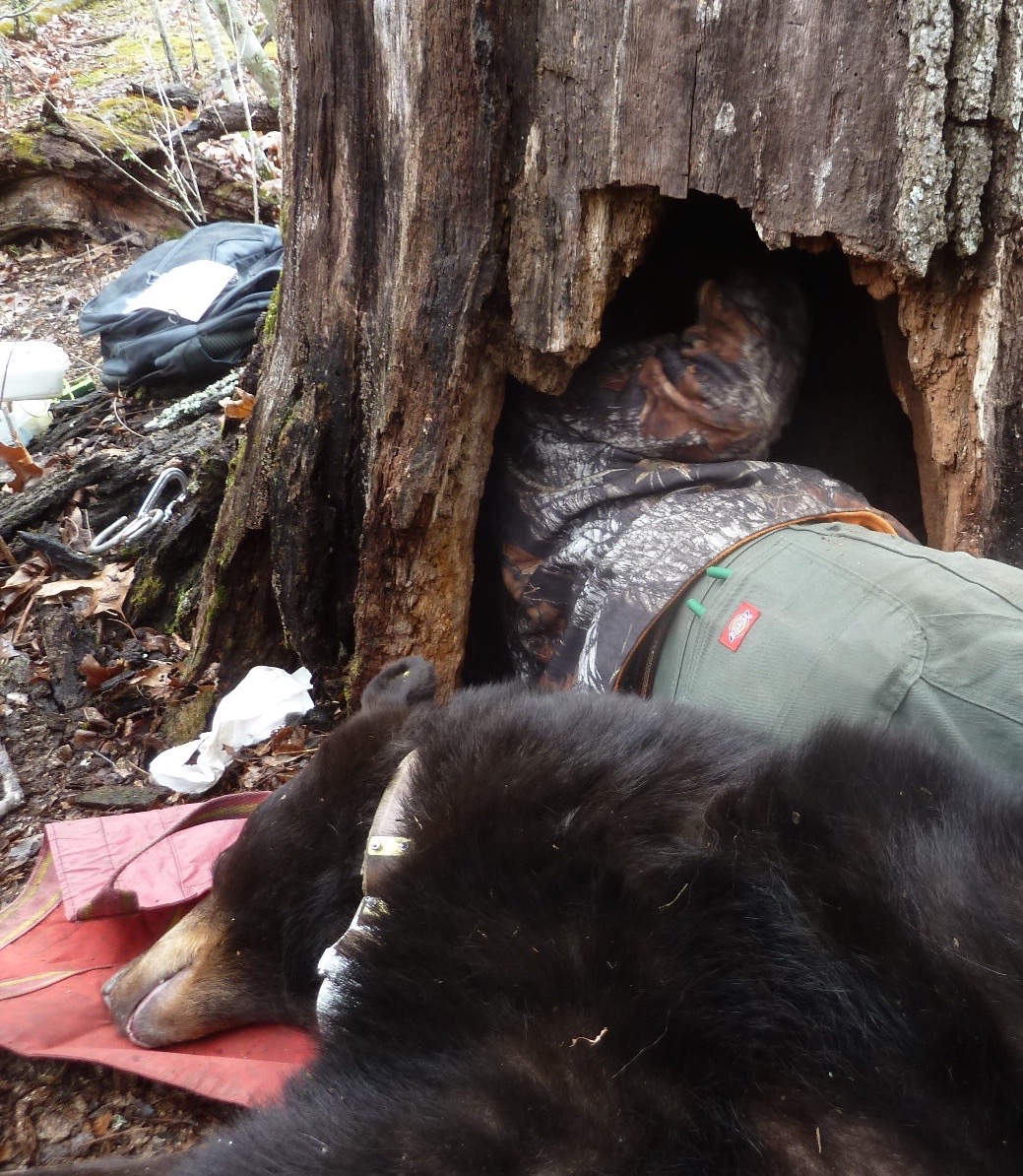 Springfield Plateau: Bear Den study