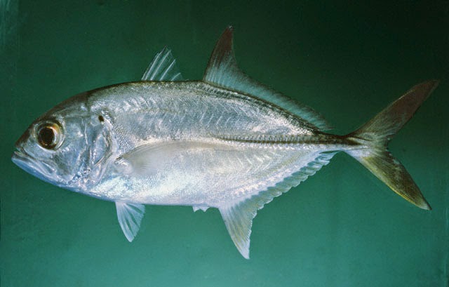 Artes de Pesca: LOS CARANGIDAE