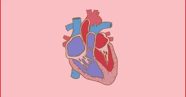 Animated Film Reviews: How the Human Heart Works - TED- Ed
