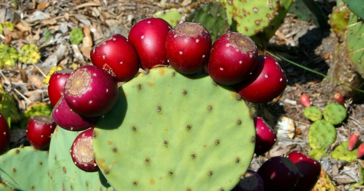 SEIS TIPOS DE TUNAS: DESDE LA BLANCA HASTA EL GARAMBULLO