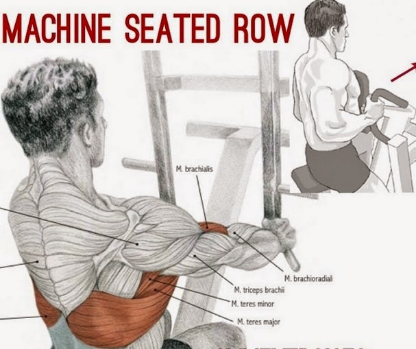 Machine Seated Row | Gym Exercises Home