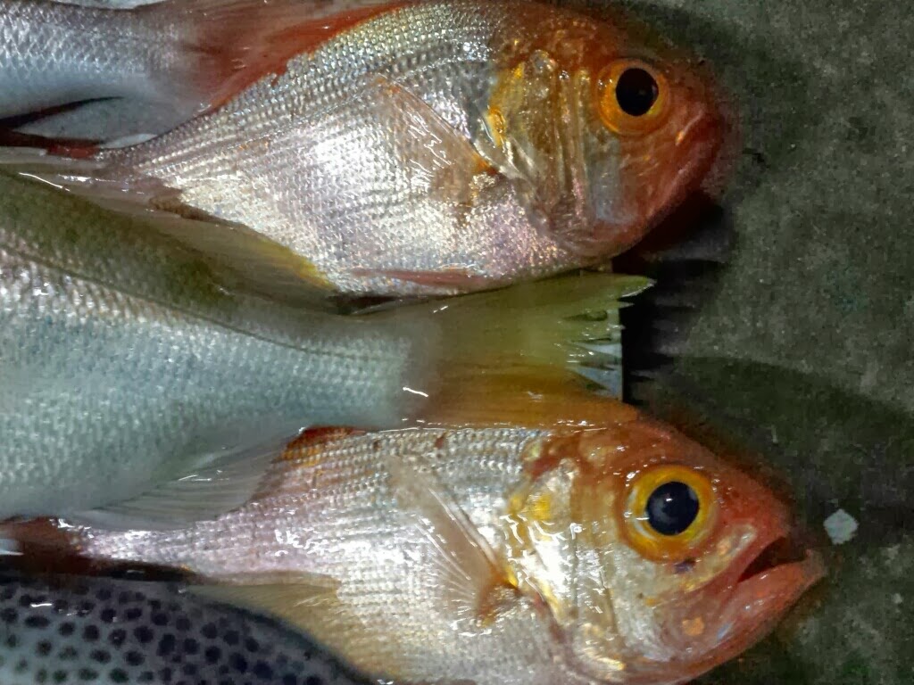 Precious Anglers: awat awat