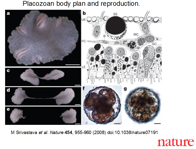 La Mitocondria: Placozoos: Plaquitas vivas con patas