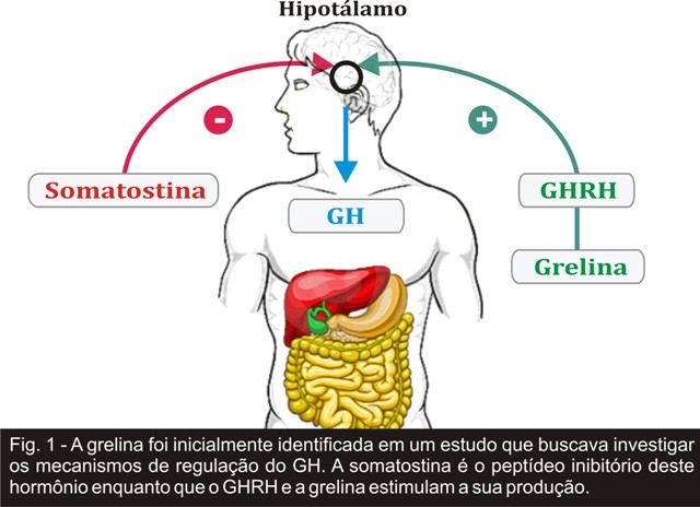 HORMÔNIO DO CRESCIMENTO-GH: EFEITOS DO GH EM GRELINA, LEPTINA E ...