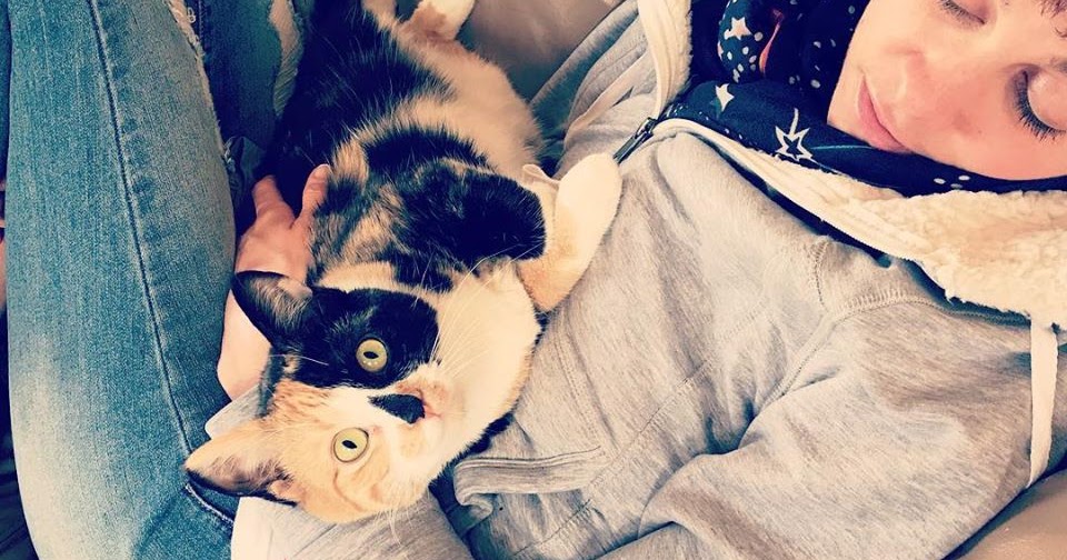 Feline Feeble: A Cat Lady Catharsis