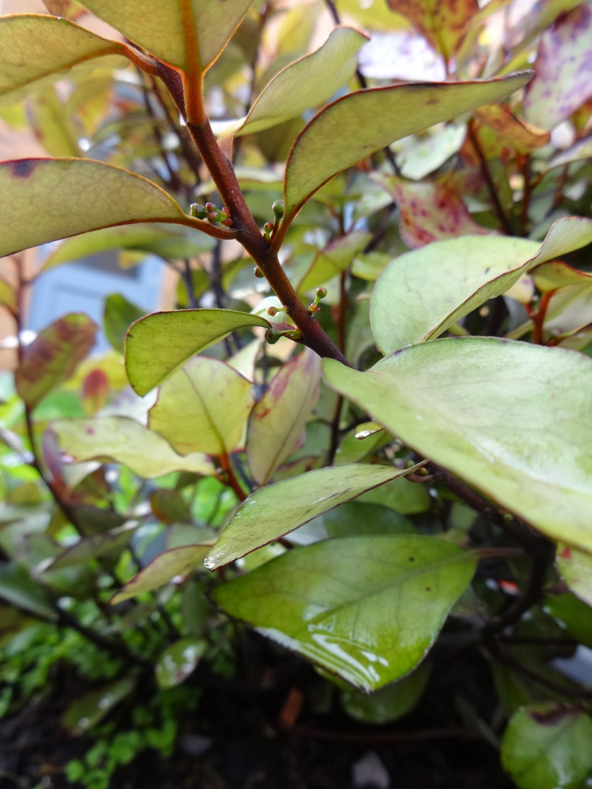 Herbs from Distant Lands: Pseudowintera colorata - Horopito, New ...