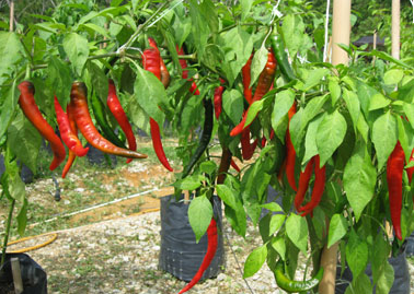 Terokai Pertanian: Tanaman Cili : Penyediaan Tanah