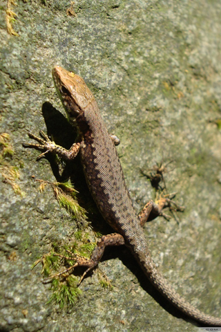 iPhoneZone: Poisonous Lizard iPhone Wallpapers