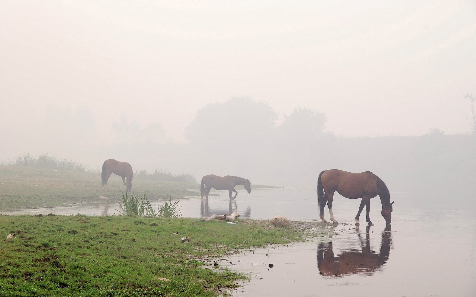 HD paarden achtergronden en foto's