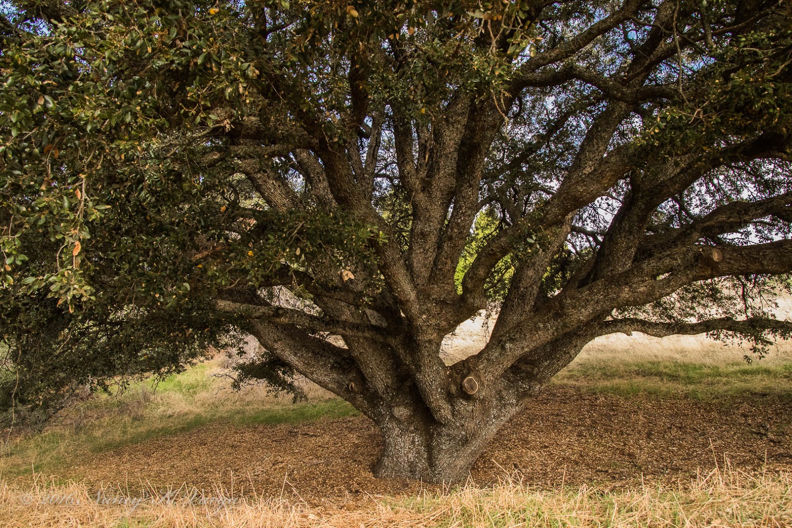 Raven Travels: FALL DAY IN JULIAN, CA