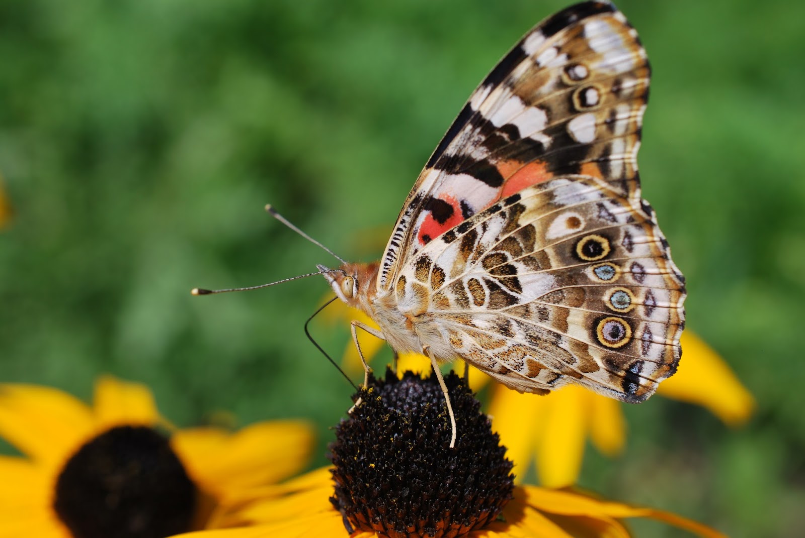 Admirons les insectes butineurs!