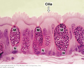 De Histology: Microtubules