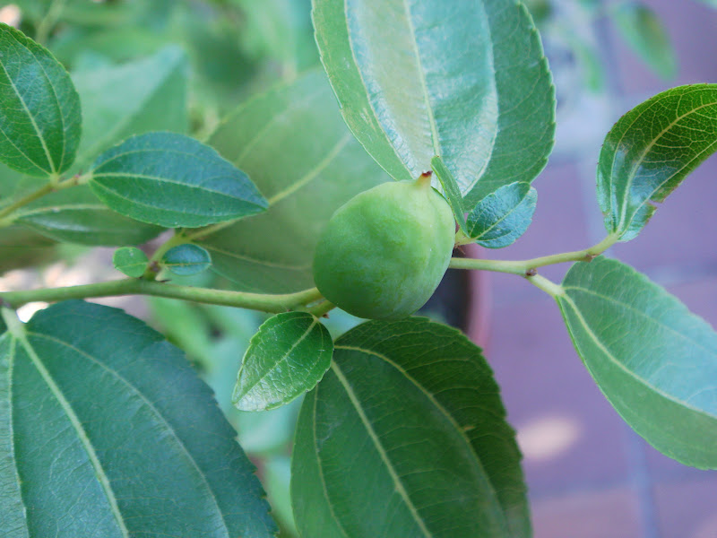Fotografiando plantas: Azofaifo