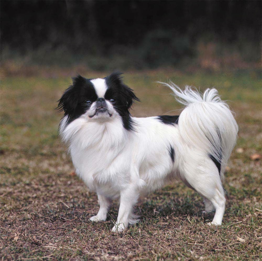 PERROS DE RAZA: CHIN JAPONES