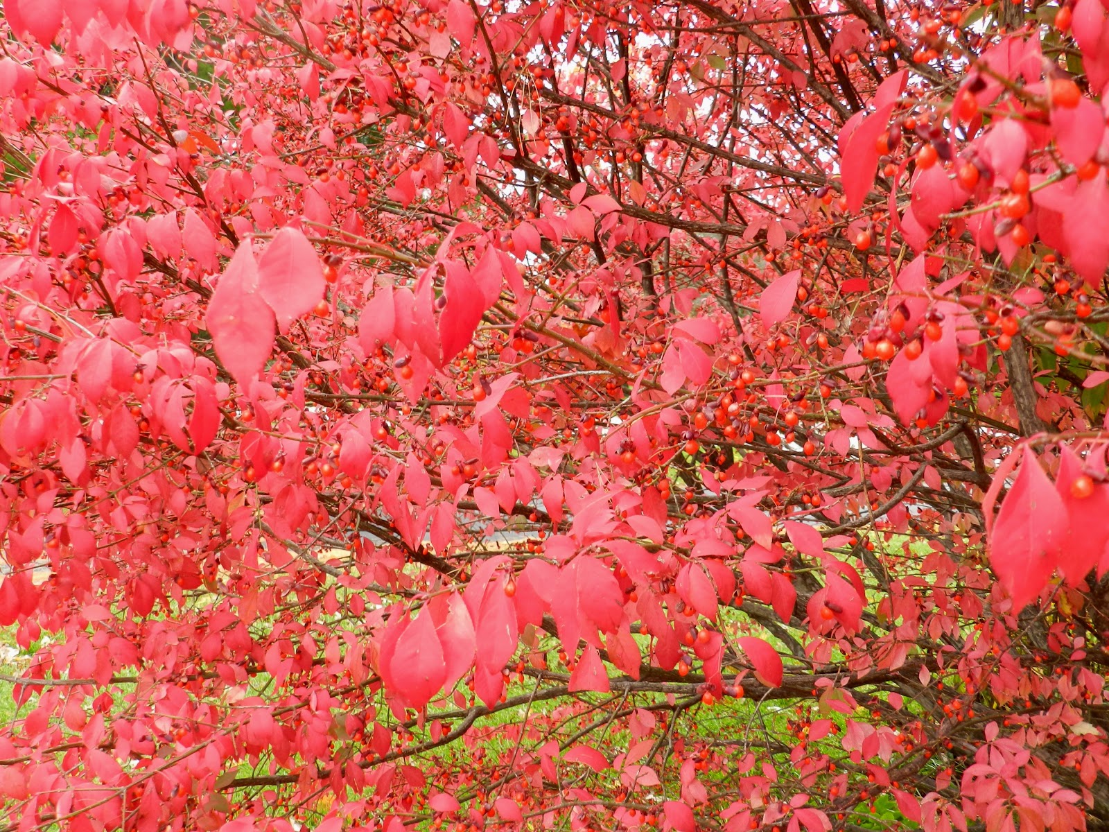 Prairie Rose's Garden: Fall Color Project: Memories of Autumn