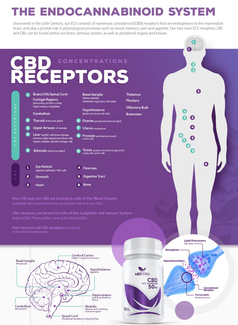 CBD Receptors: The Endocannabinoid System