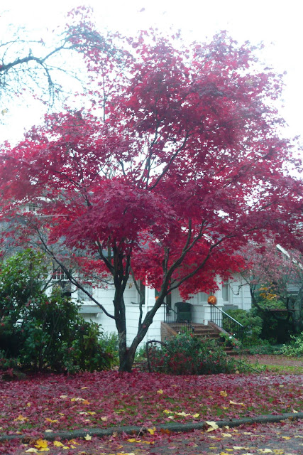 Welcome: Tree ~ Purple Tree with Purple Leaves