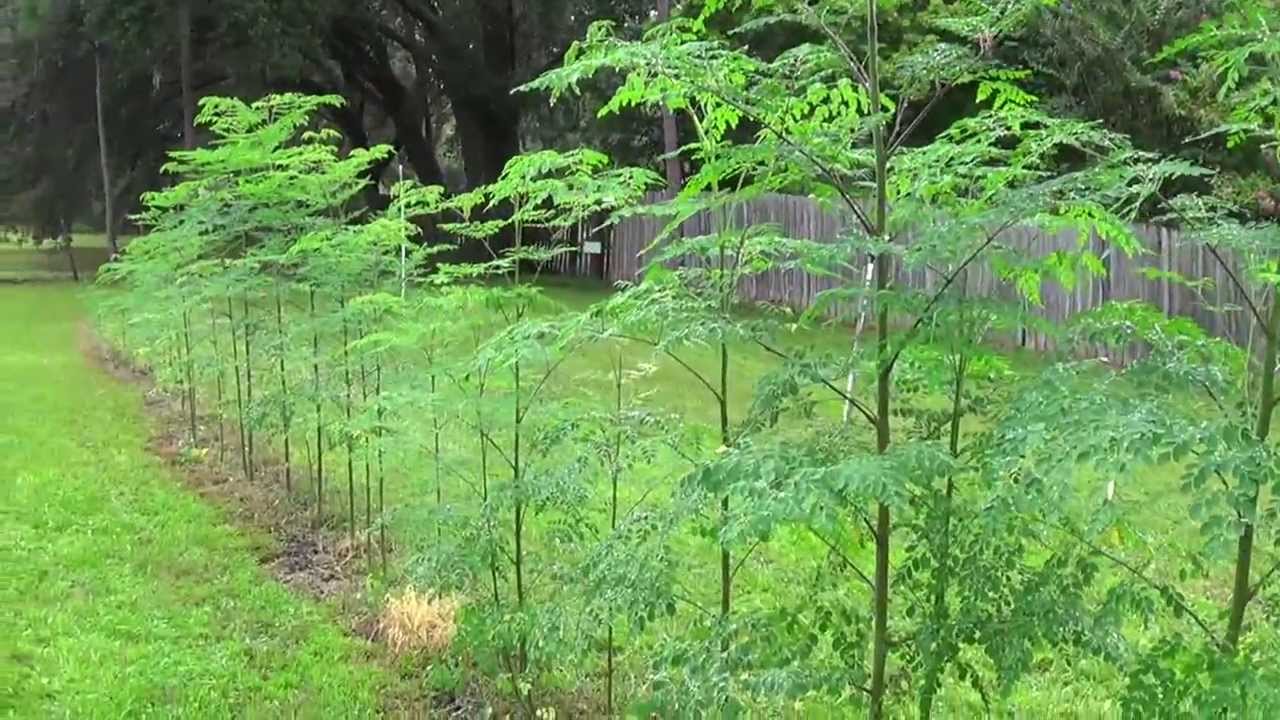 How to Grow a Moringa Tree - Kilimo Hai