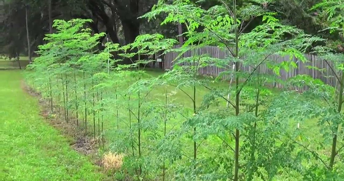 How to Grow a Moringa Tree - Kilimo Hai